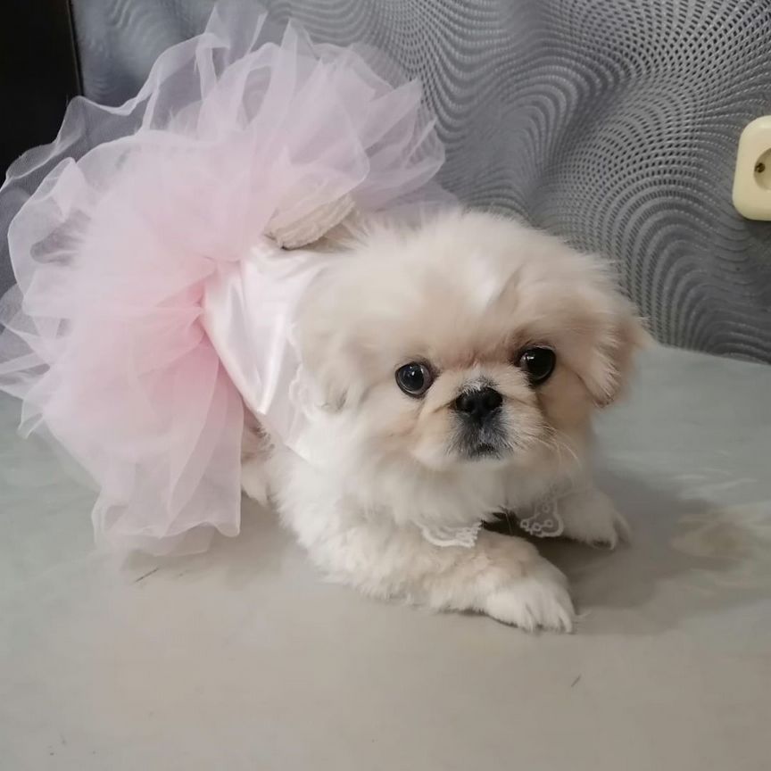 Щенок пекинеса