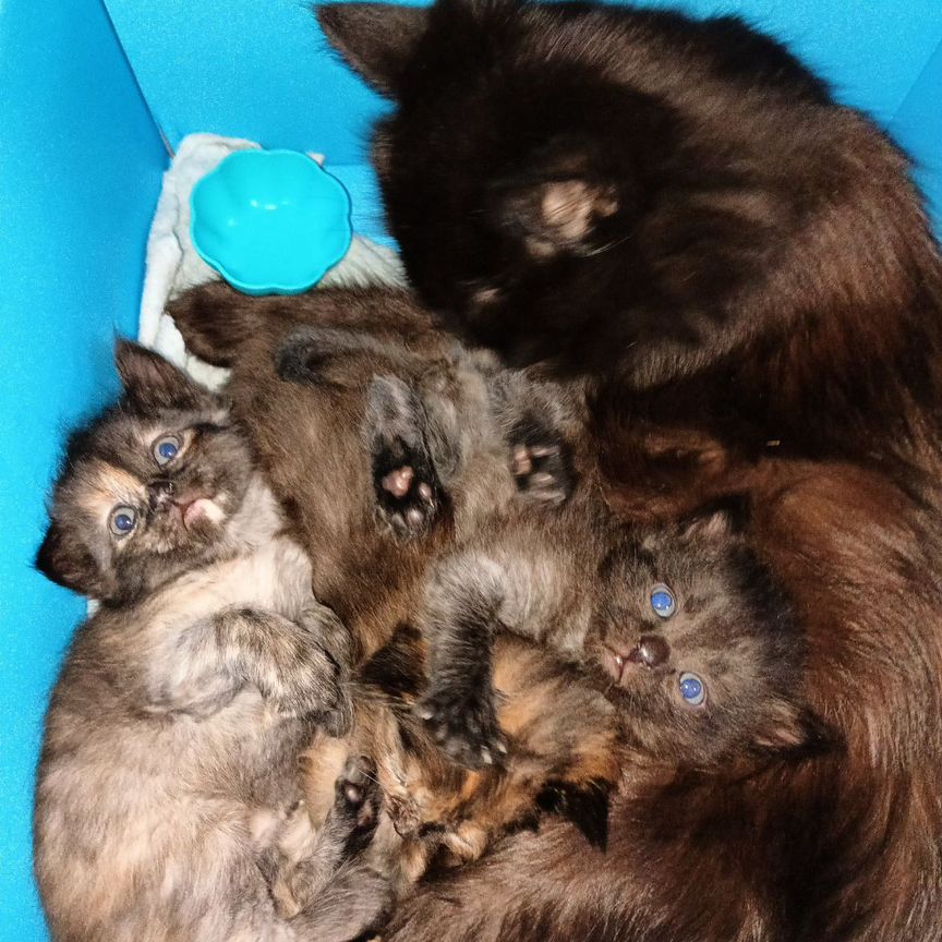Котята 1 мес