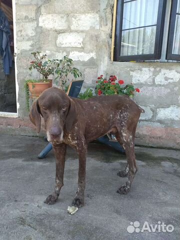 Курцхар мальчик в добрые руки