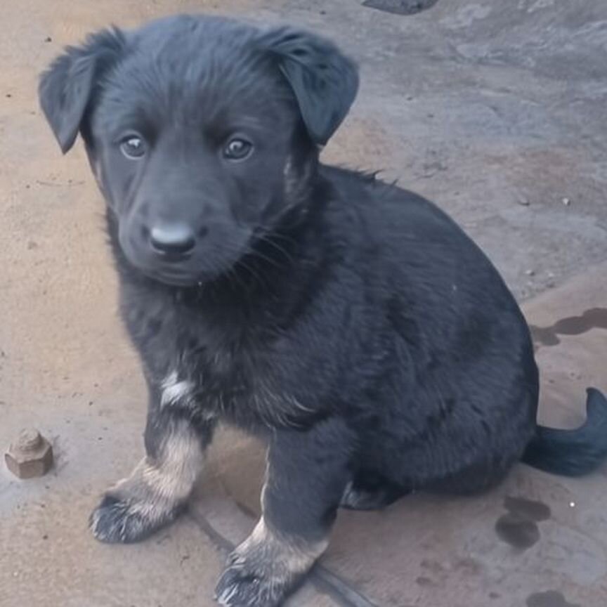 Щенок в добрые руки