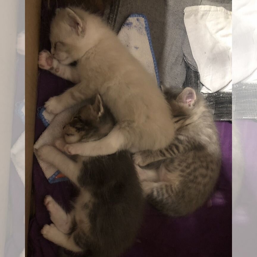 Котёнок в добрые руки