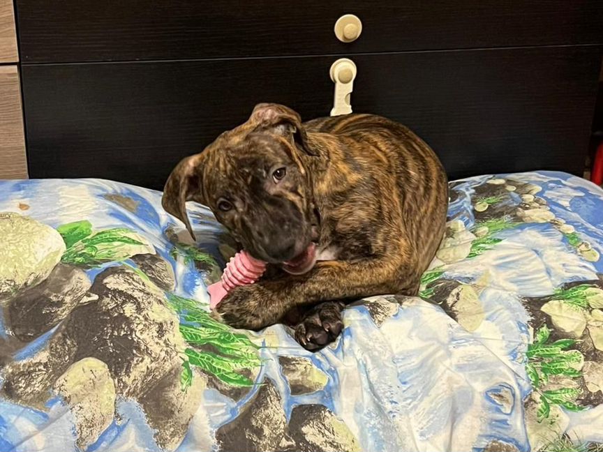 Щенок Стаффардширского терьера