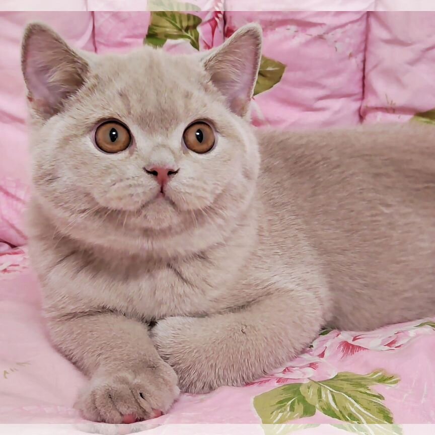 Британский малыш Фавн