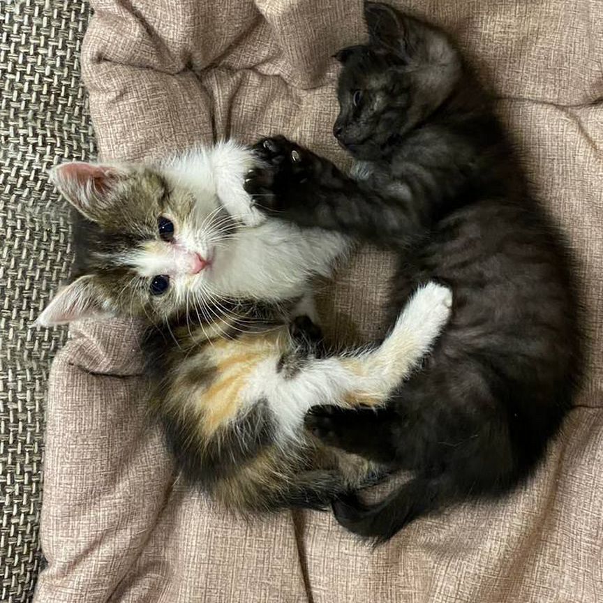 Красивые ручные котята в добрые руки