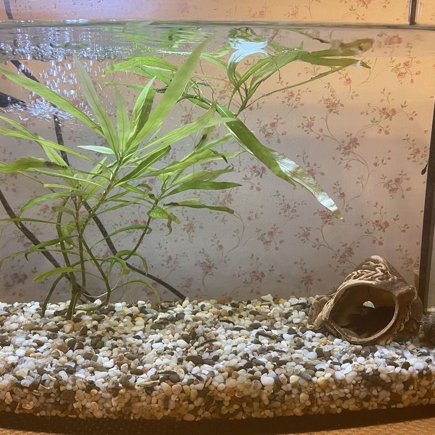 Аквариум с рыбками