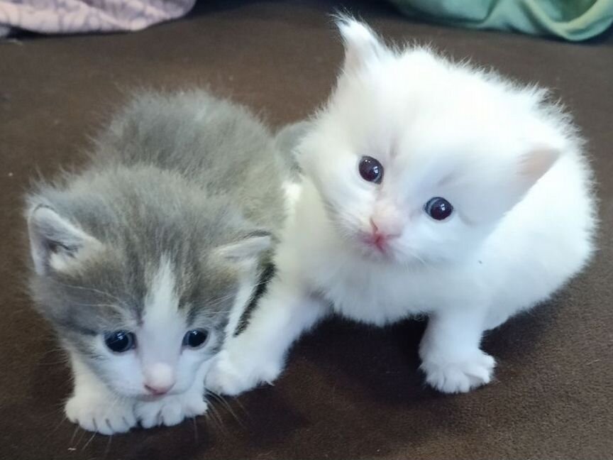 Котята в добрые руки бесплатно