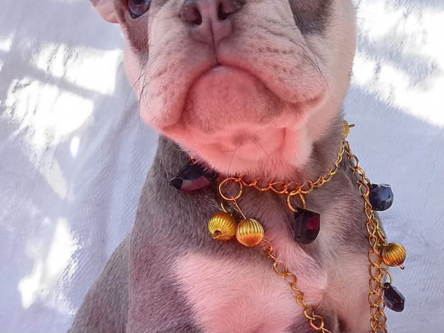 Цветное великолепие. Нью шейд