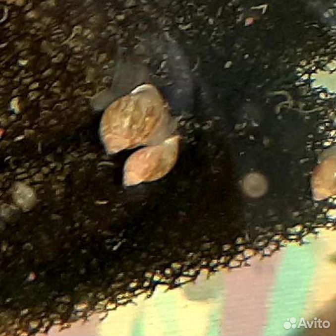 Улитки аквариумные