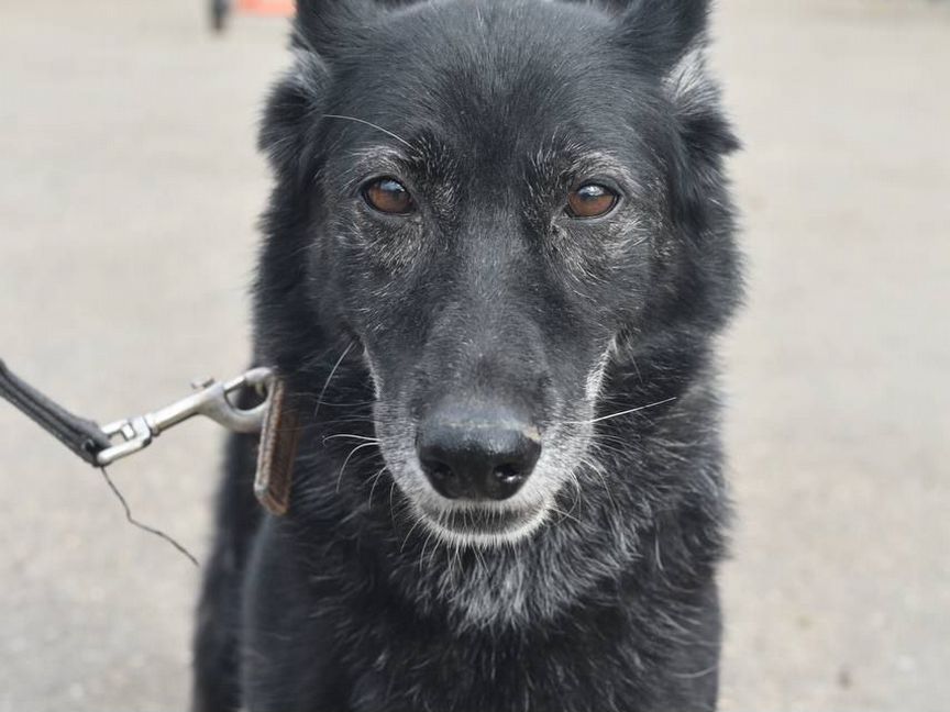 Собака в добрые руки бесплатно ищет дом из приюта