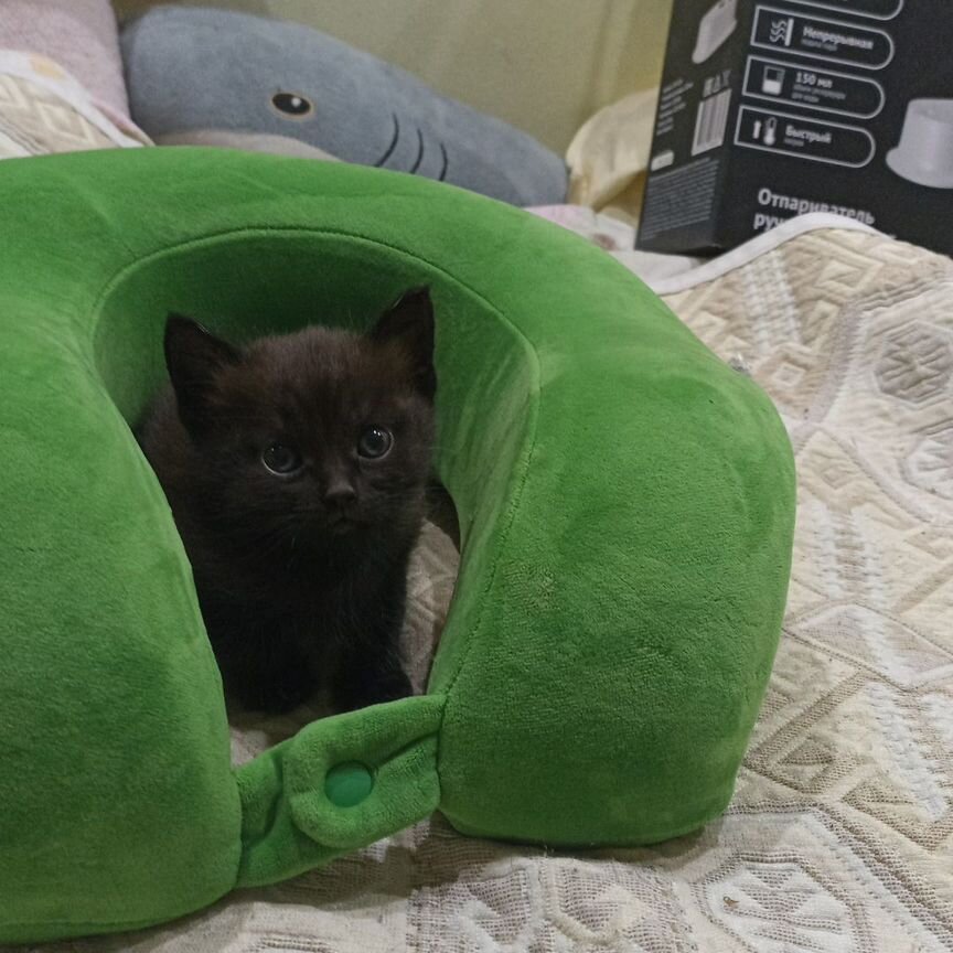 Подарю котëнка