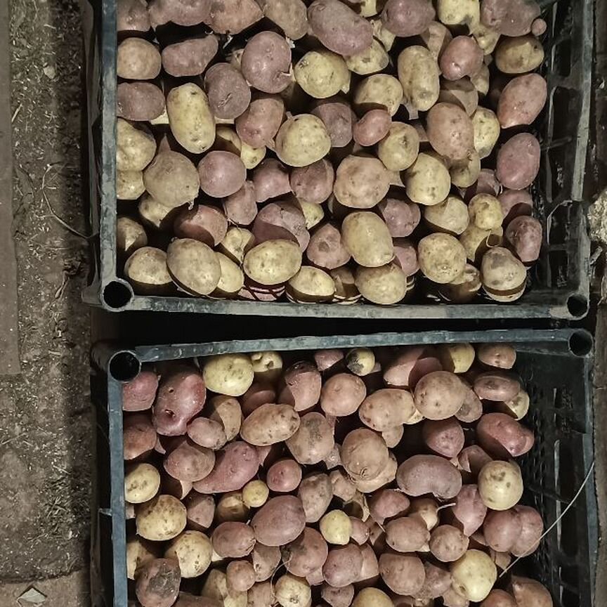 Продам мелкий картофель