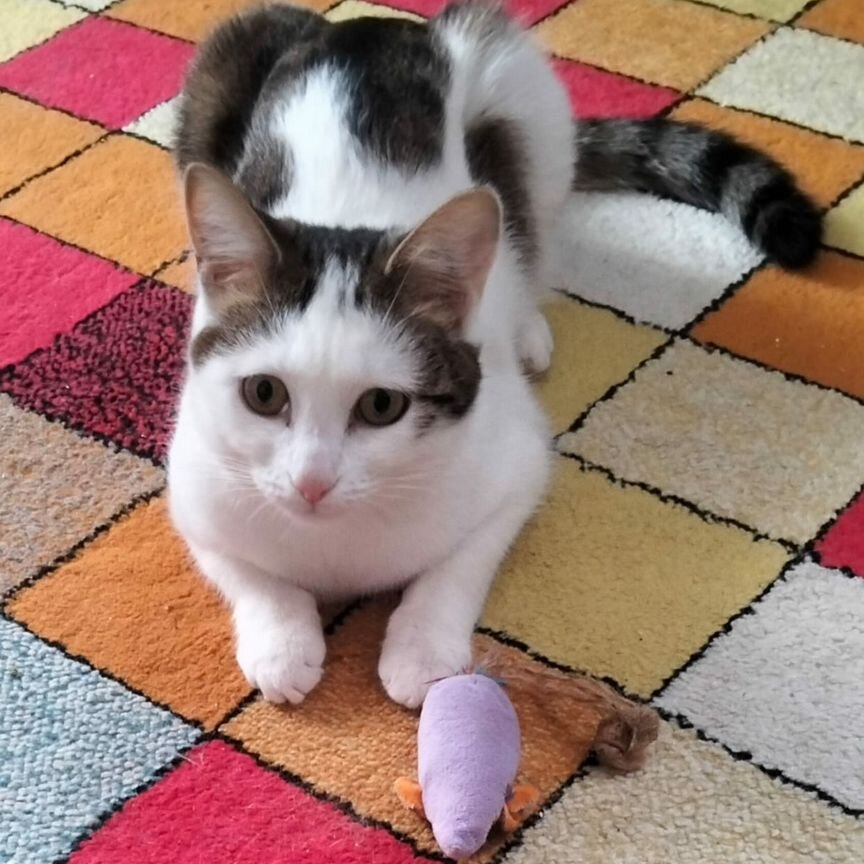 Котёнок в добрые руки