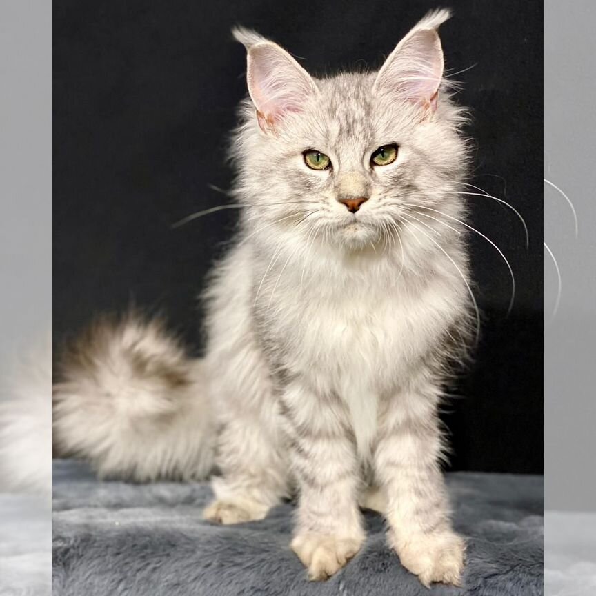 Мейн-кун котёнок