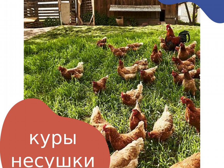 Куры несушки от фермера