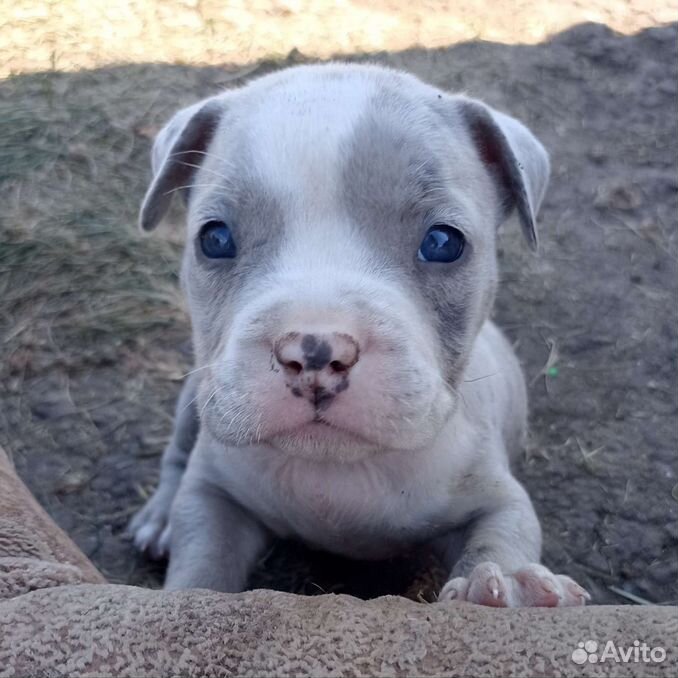 Мерлюша невероятной красоты