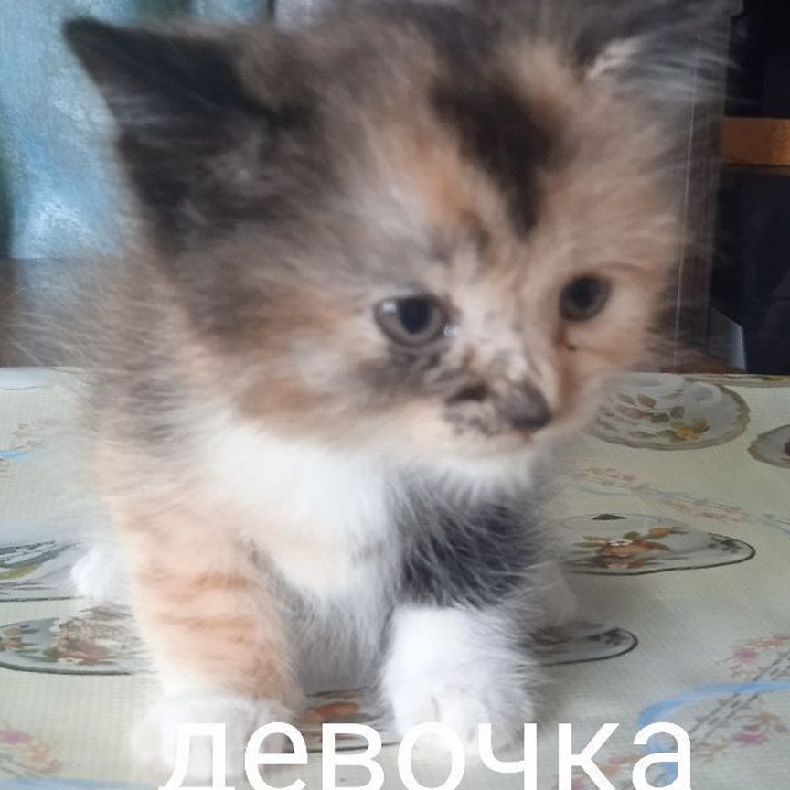 Отдам бесплатно
