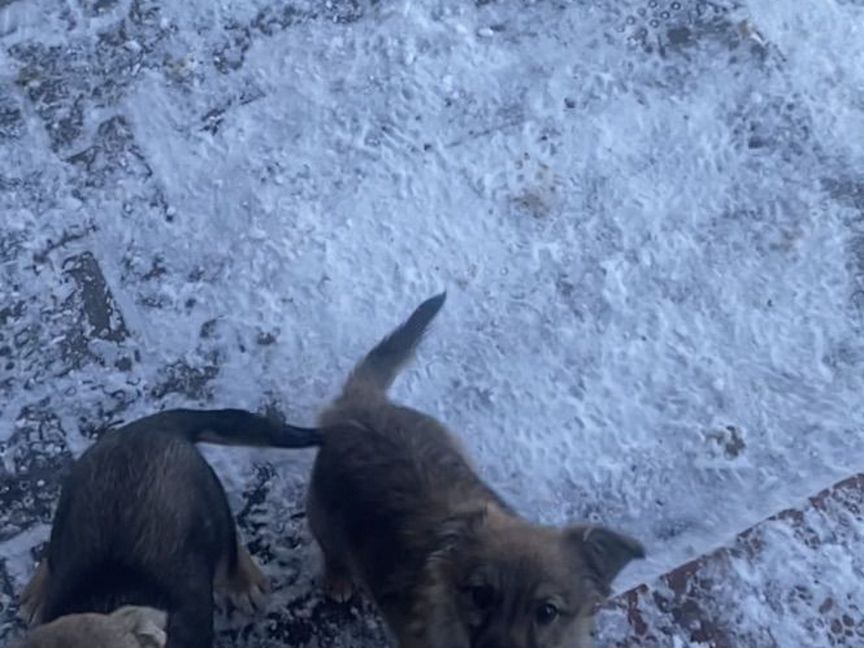 Щенки маленькой дворняжки