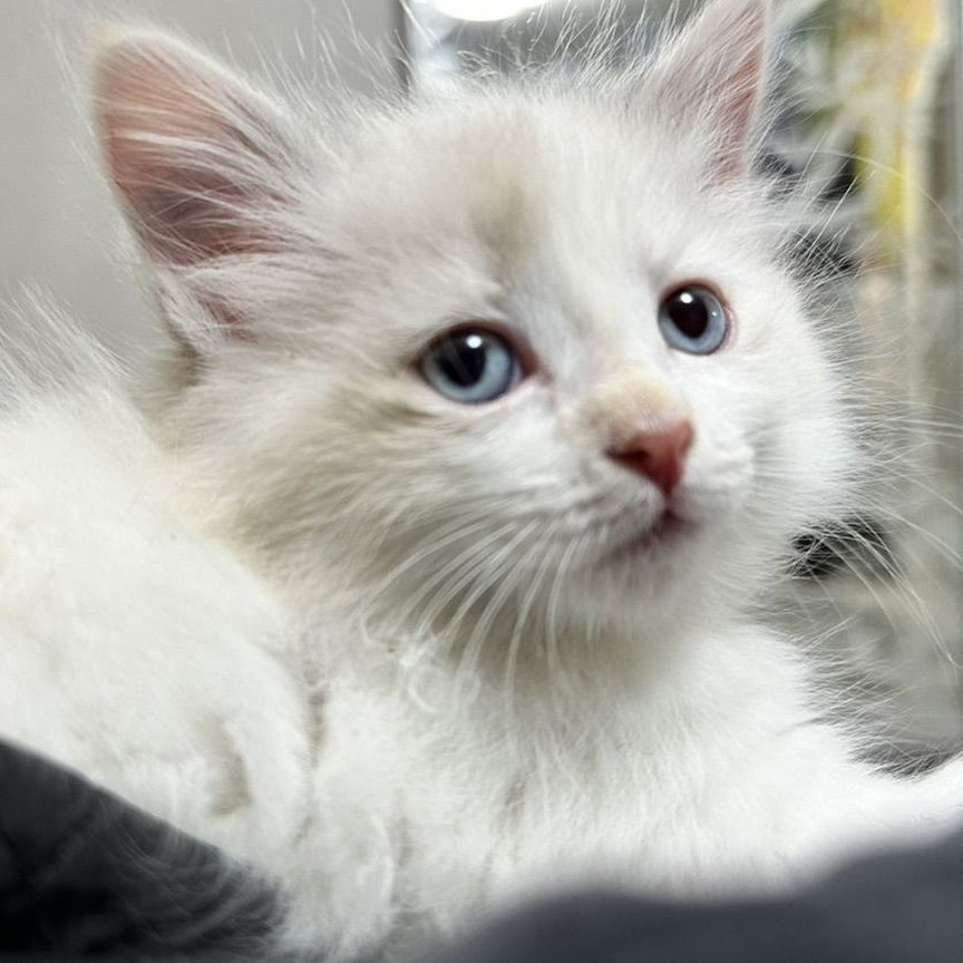 Котята ищут маму