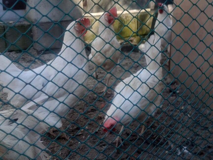 Курицы несушки домашние