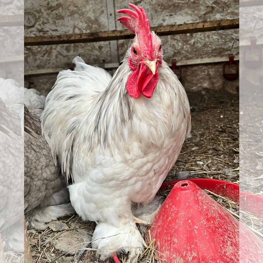 Продам петушка