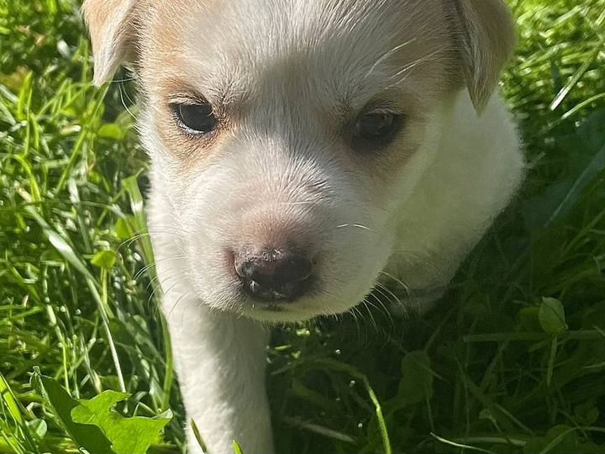 Собака в добрые руки щенок мальчик