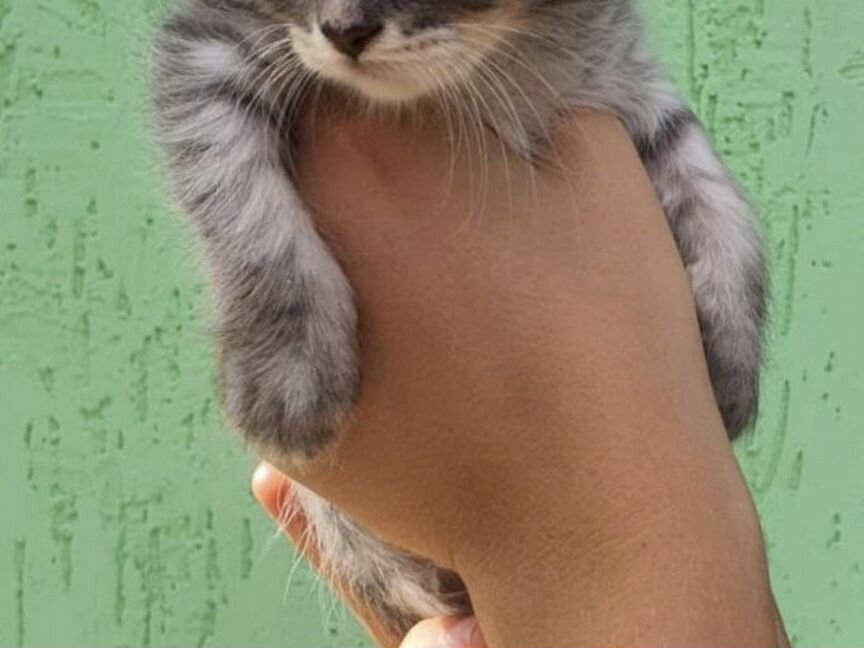 Кошечка Ася