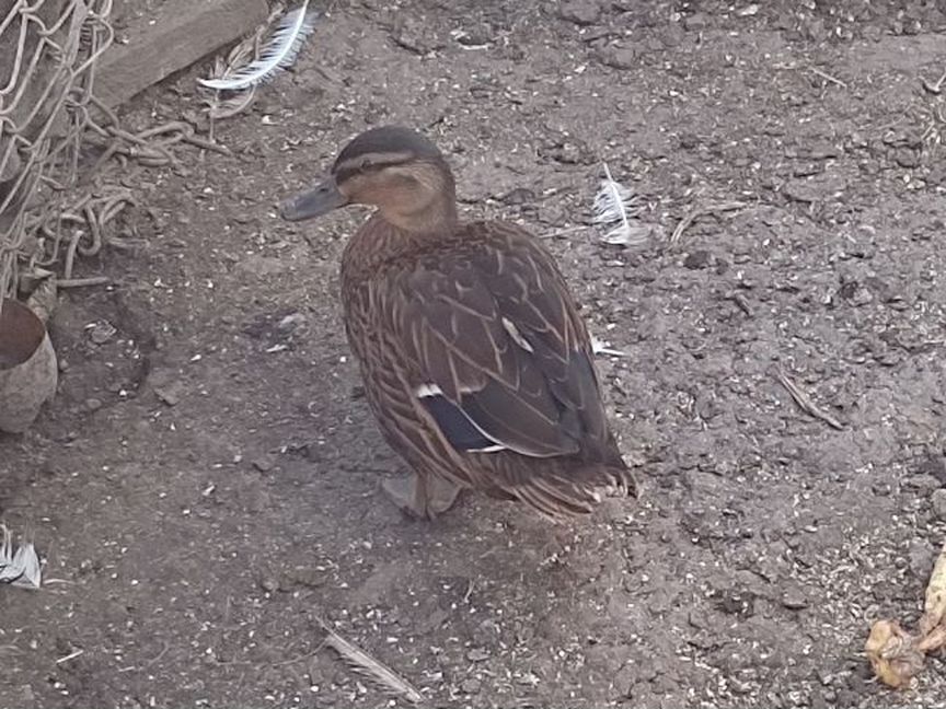 Тульские подсадные утки