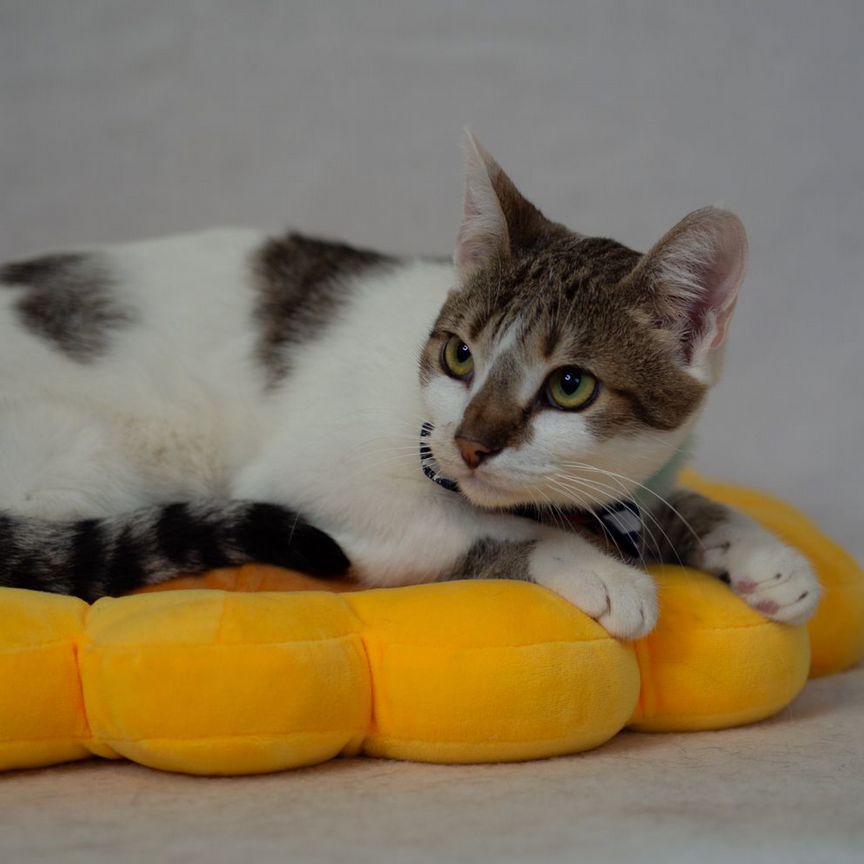 Яша ищет дом