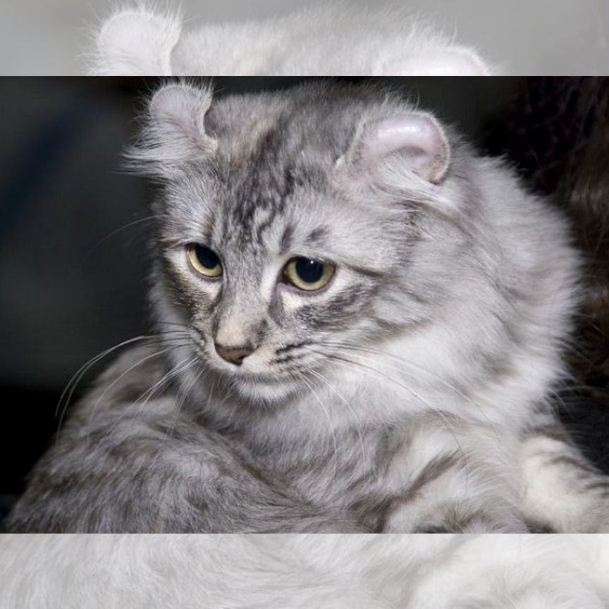 Американский кёрл длинношёрстный, взрослая кошка