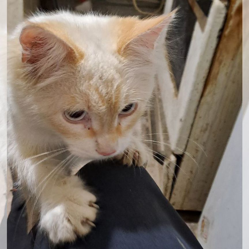 Котёнок в добрые руки