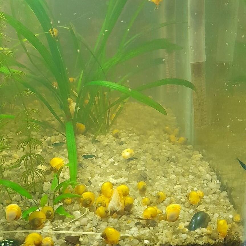 Улитки аквариумные