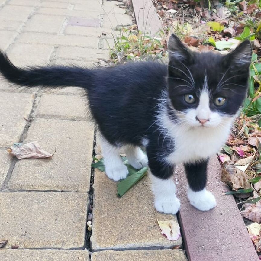 Котенок девочка