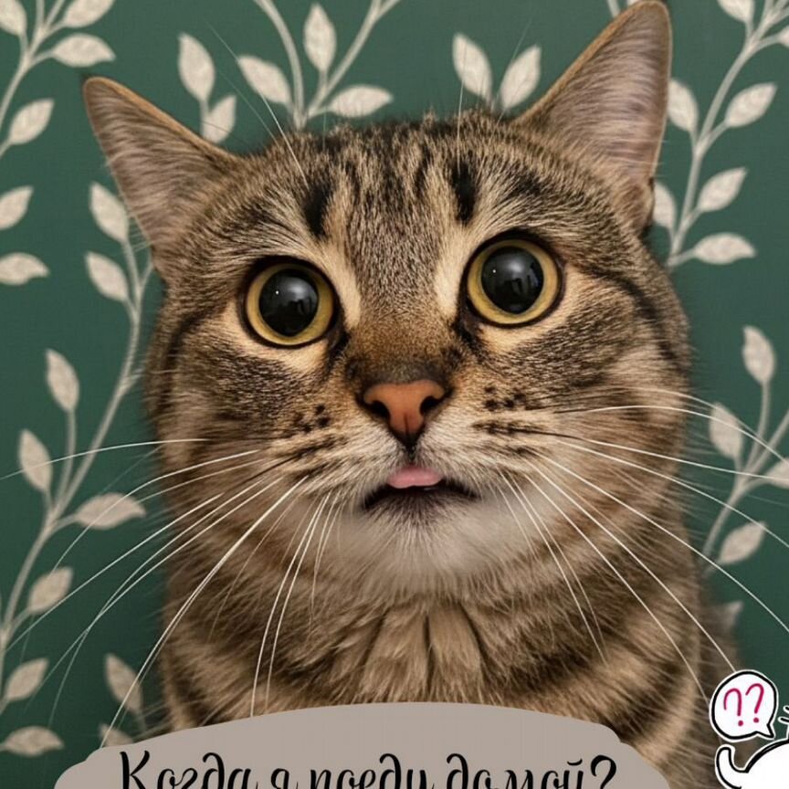 Взрослая, кошка в добрые руки