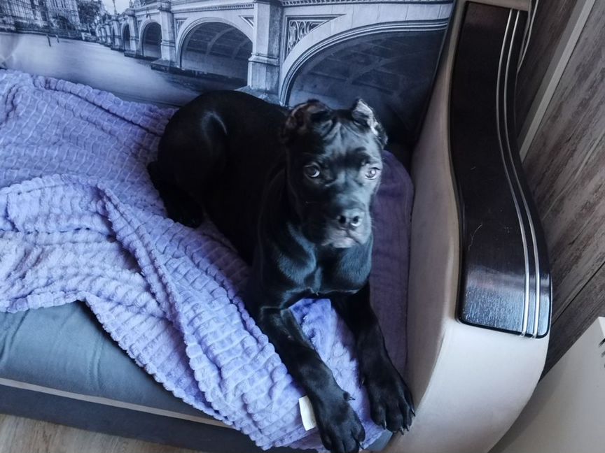 Собака в добрые руки