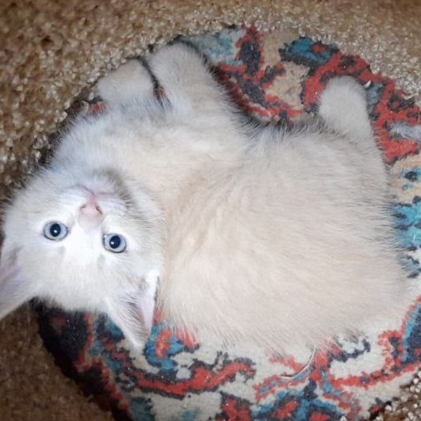 Котята от ловчей кошки