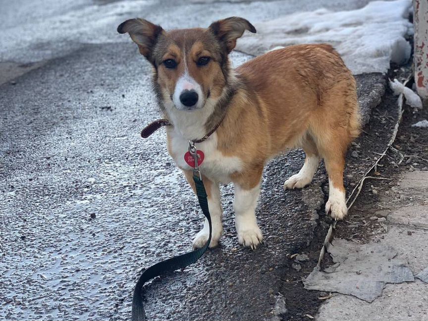 Маленькая собака. Коротколапая. В добрые руки