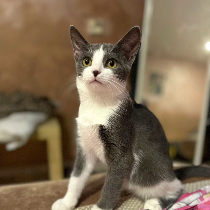 Котенок