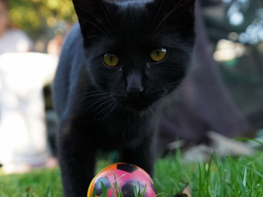Котенок в добрые руки