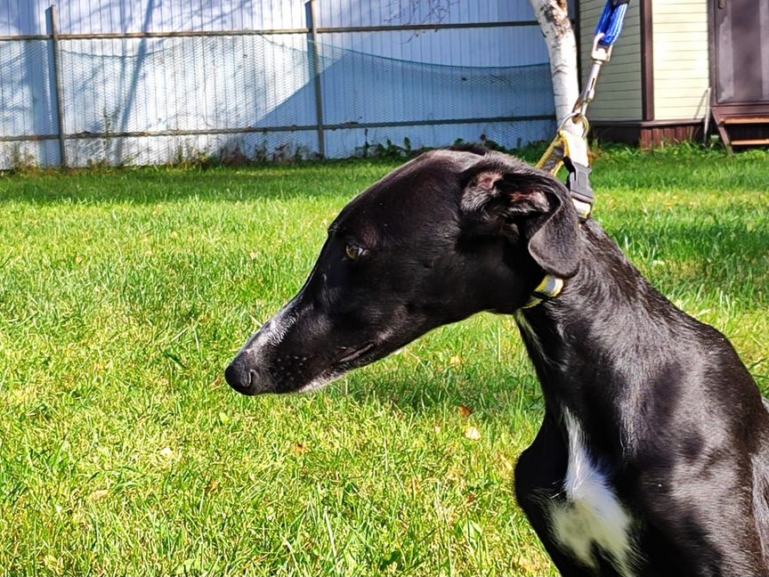 Борзая испанская