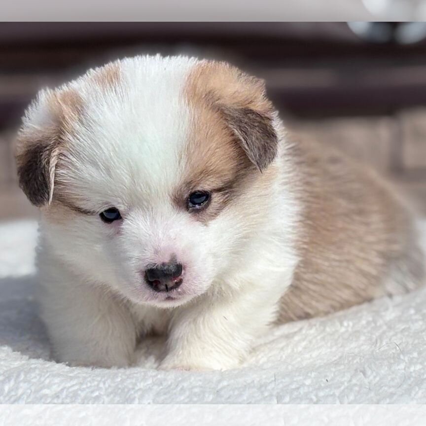 Вельш Корги Пемброк, щенок