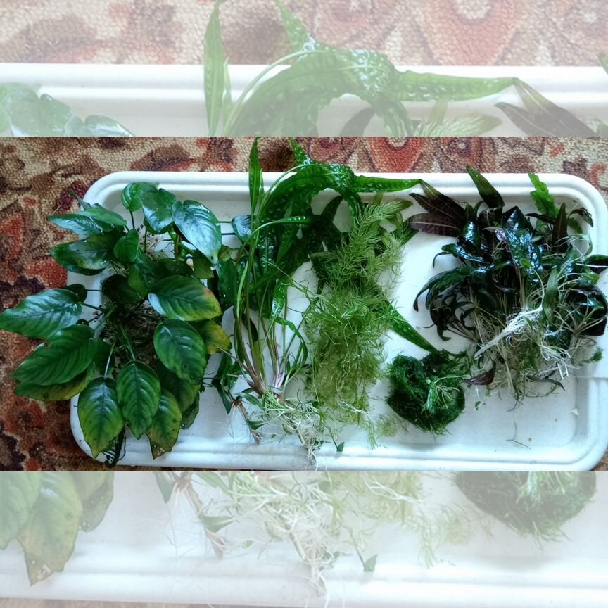 Растения аквариумные и креветки