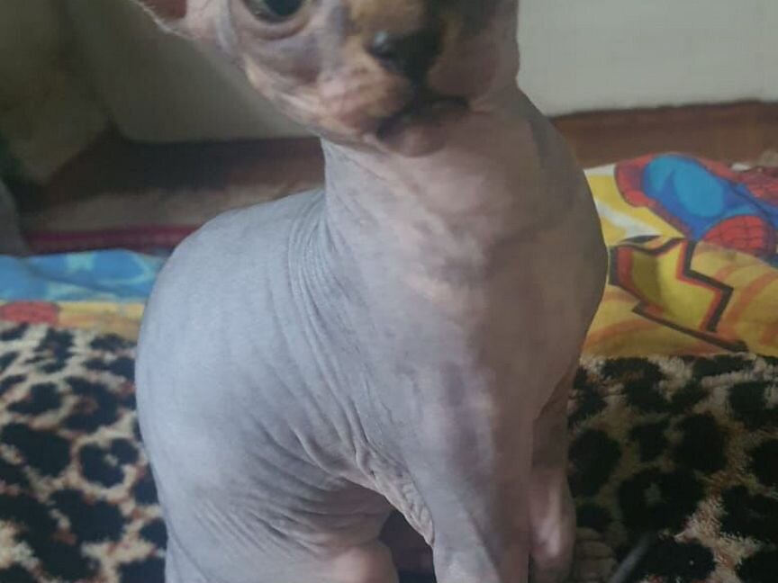 Канадский сфинкс котенок