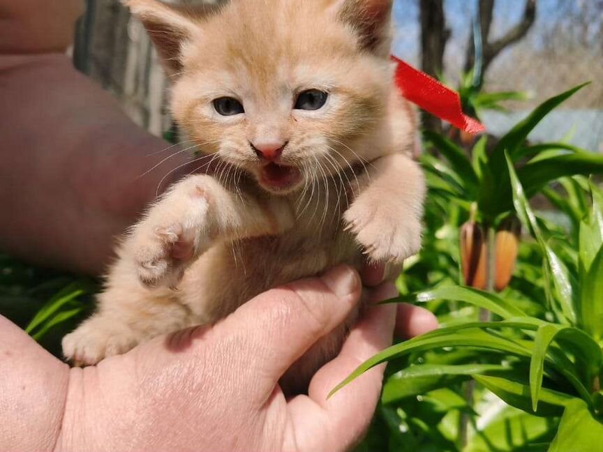 Котята в добрые руки бесплатно