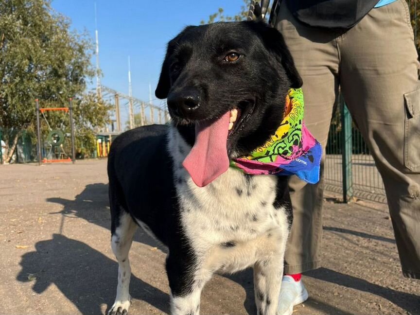 Красавец пес в приюте