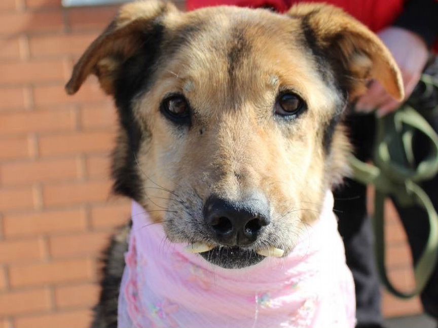 Собака в добрые руки