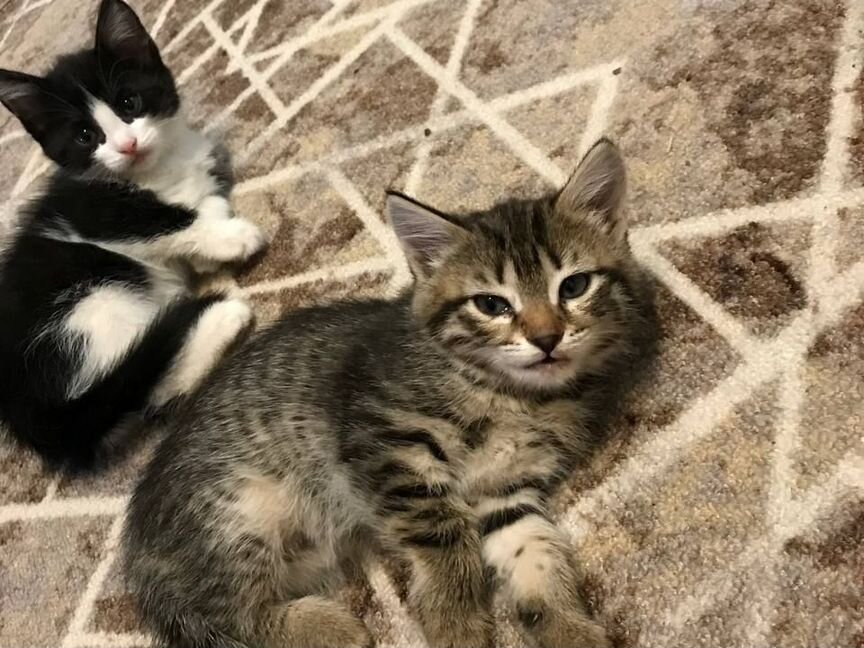 Кошки в добрые руки бесплатно