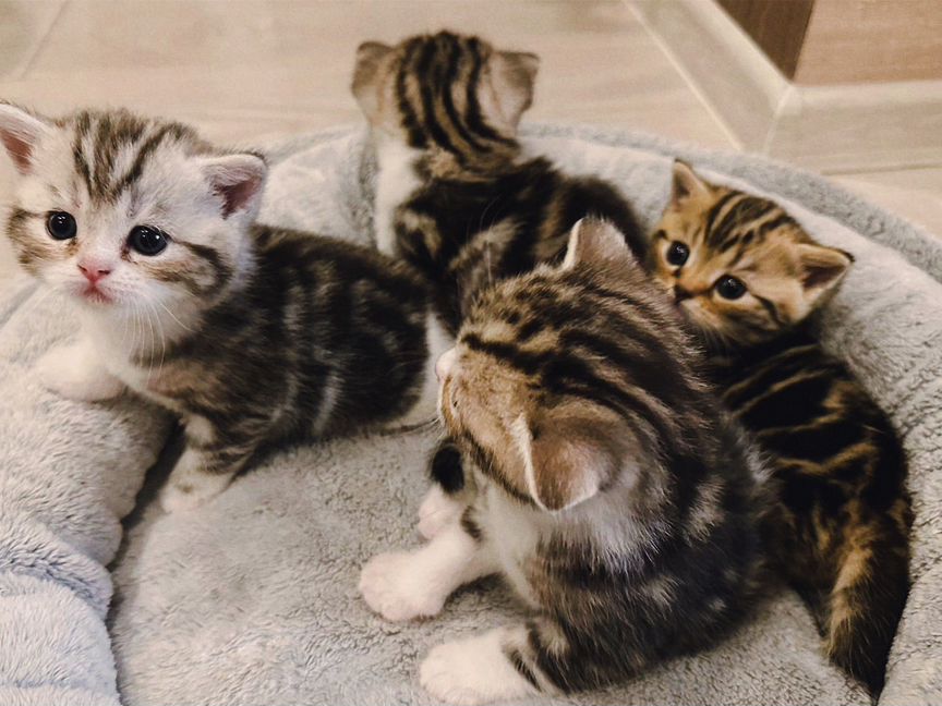 Шотландские котята