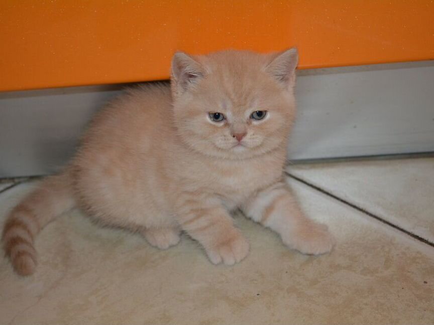 Мордастый шотландчик