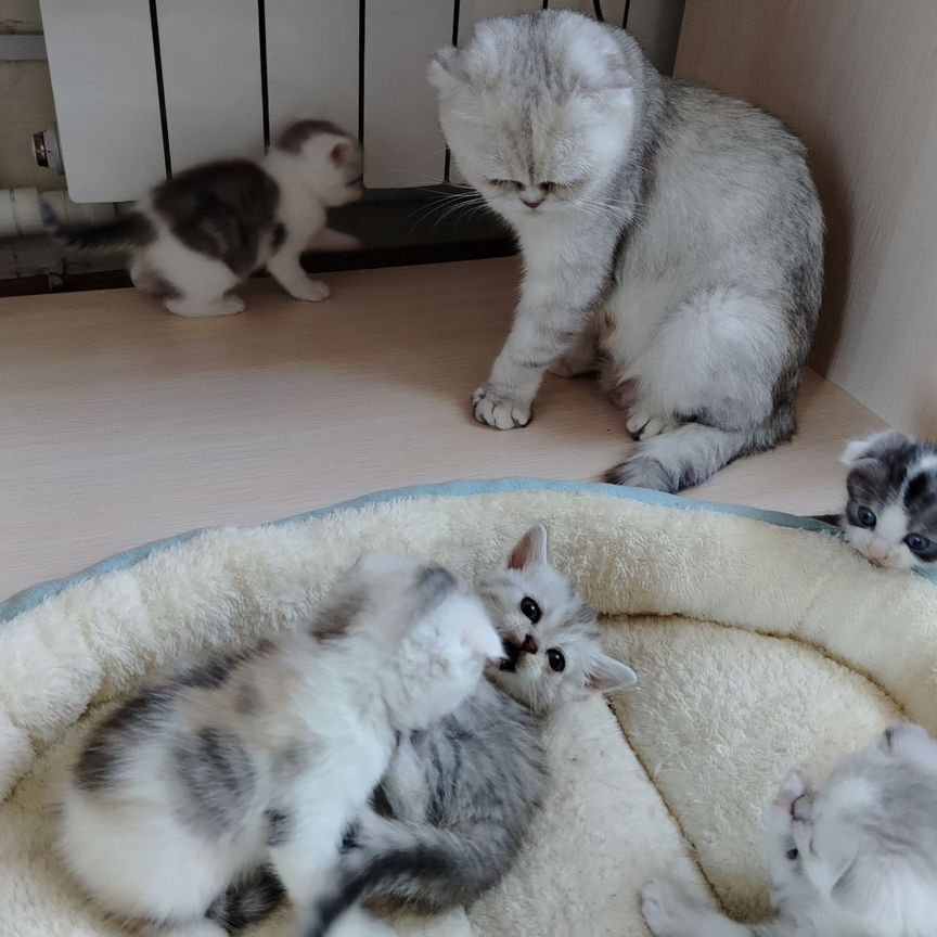Шотландский вислоухий короткошёрстный котёнок