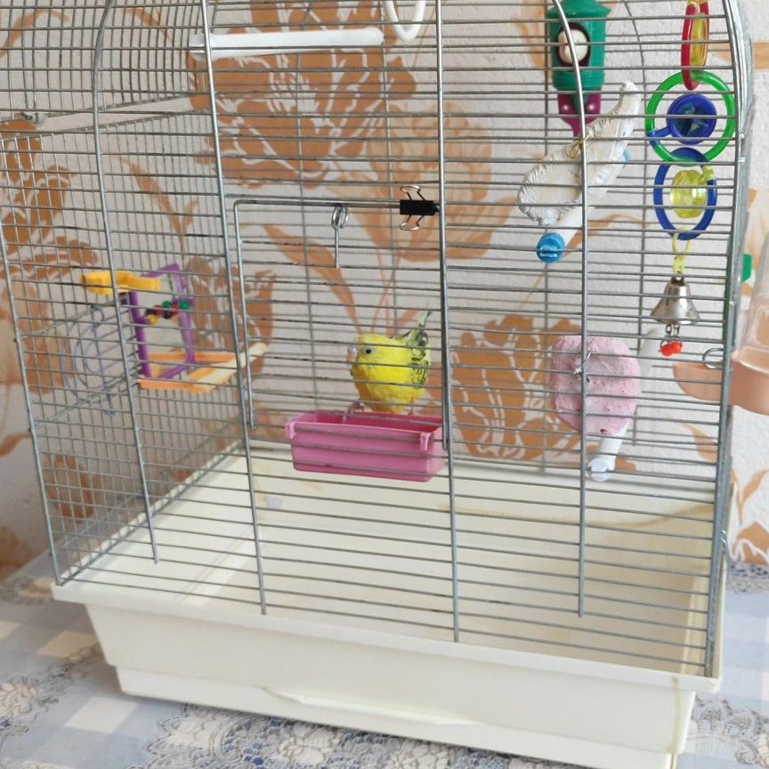 Попугай волнистый с клеткой взрослая самочка